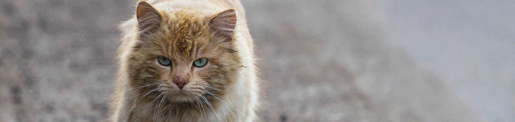 BackHome® Bio-Glass Mini Transponder - Identification Microchips | Virbac