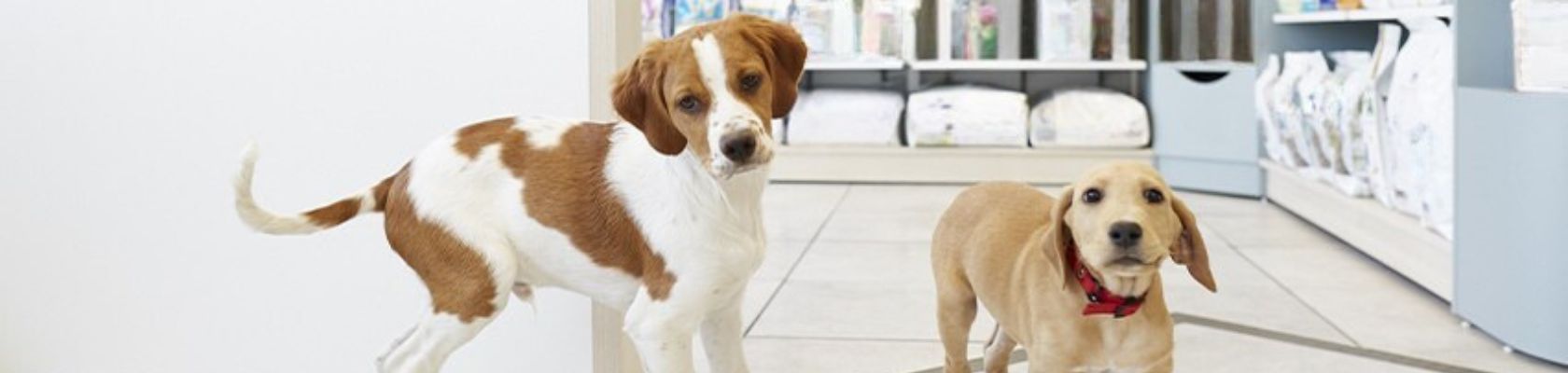 Canigen® DHA2PPi - Modified live viral core vaccine for dogs | Virbac