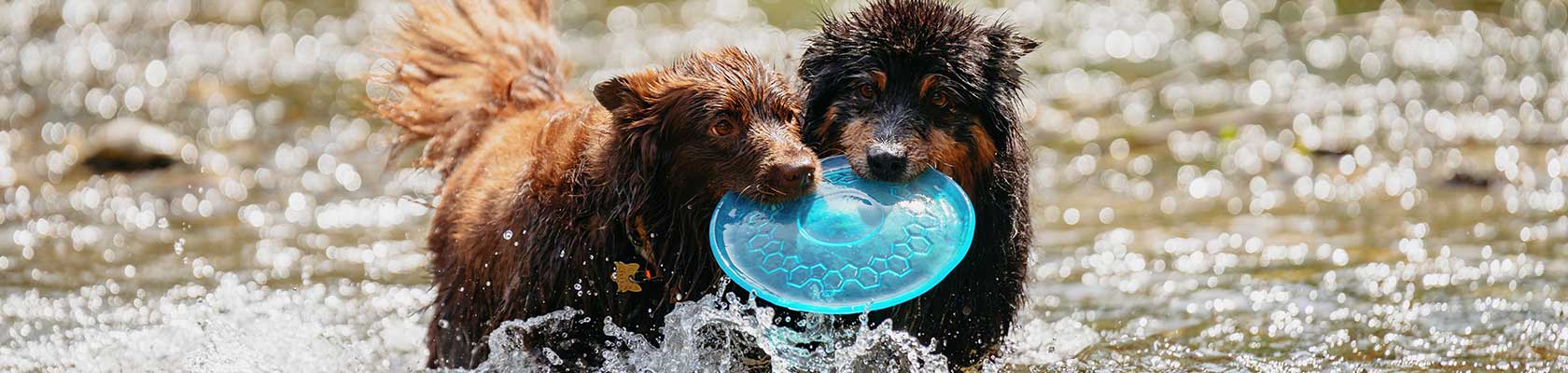 Endogard® - Highly palatable all-wormer tablet | Virbac