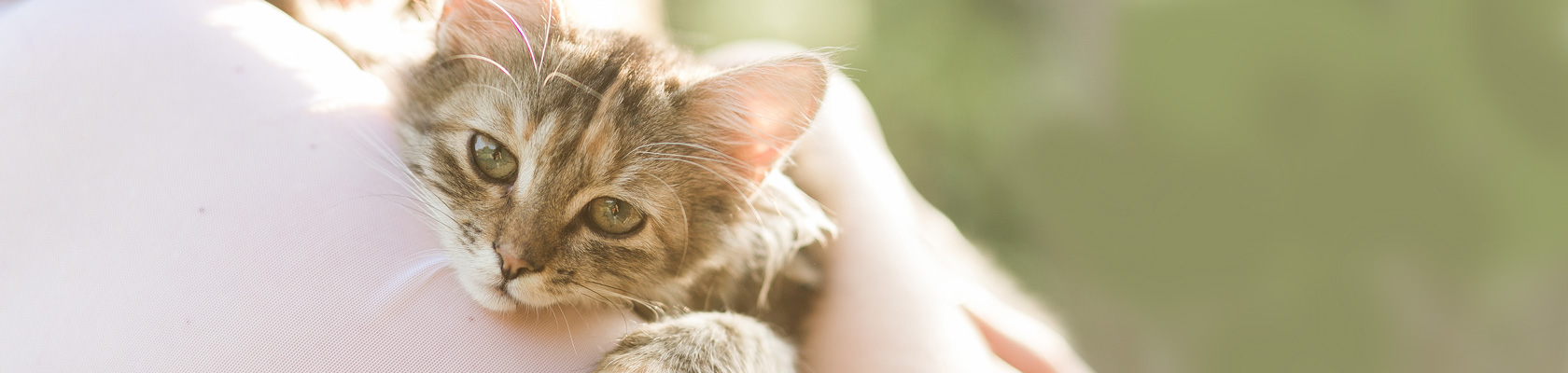 Feligen® RCP - Modified live viral core vaccine for cats | Virbac