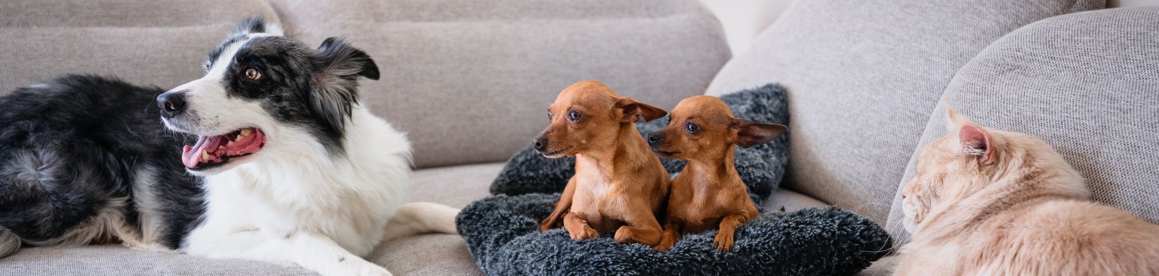 cleaning border collie ears