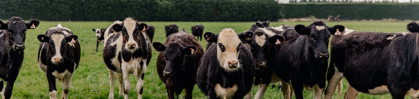 Copper Deficiencies in Cattle