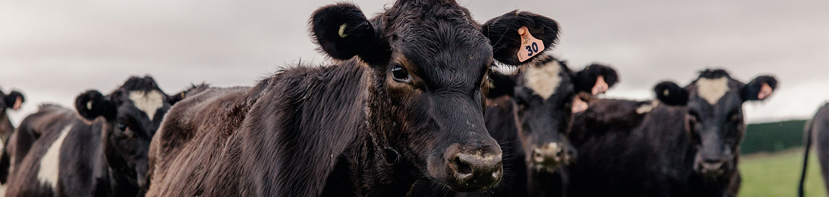 Liver Fluke in Cattle & Sheep - Symptoms, Treatment & Control | Virbac NZ